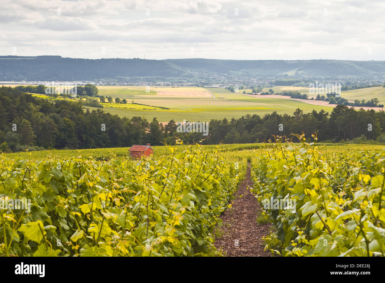 Champagne vineyards in the Cote des Bar area of Aube, Champagne ...