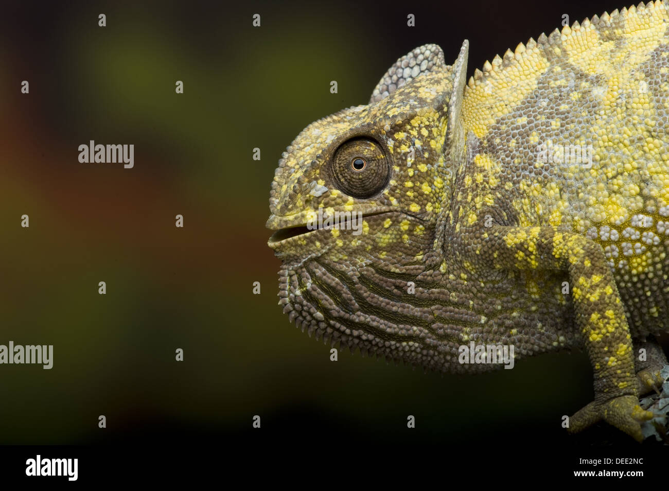 Flap-necked chameleon, Chamaeleo dilepis Stock Photo - Alamy