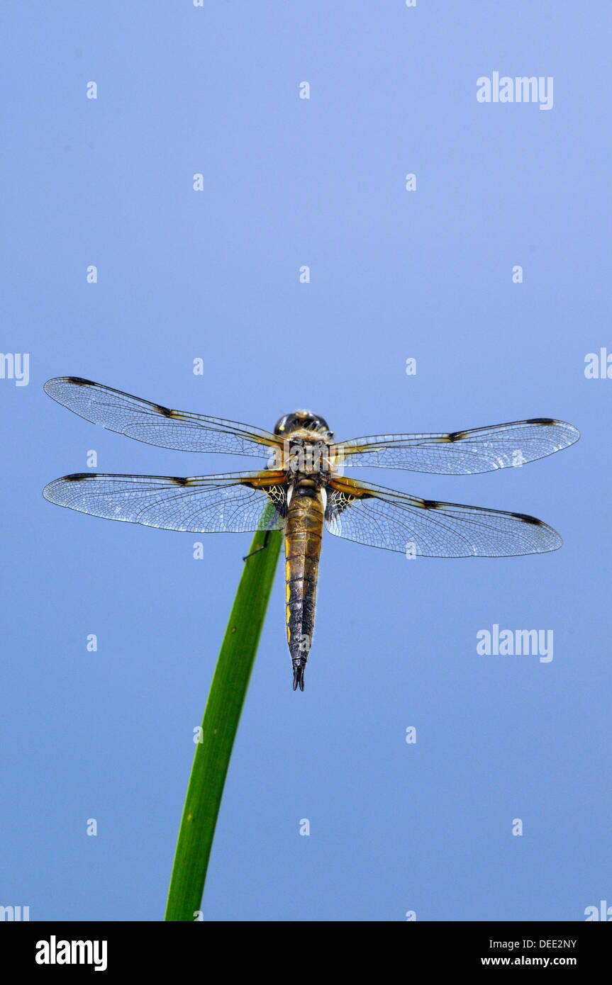 Dragon fly Skimmer Stock Photo - Alamy
