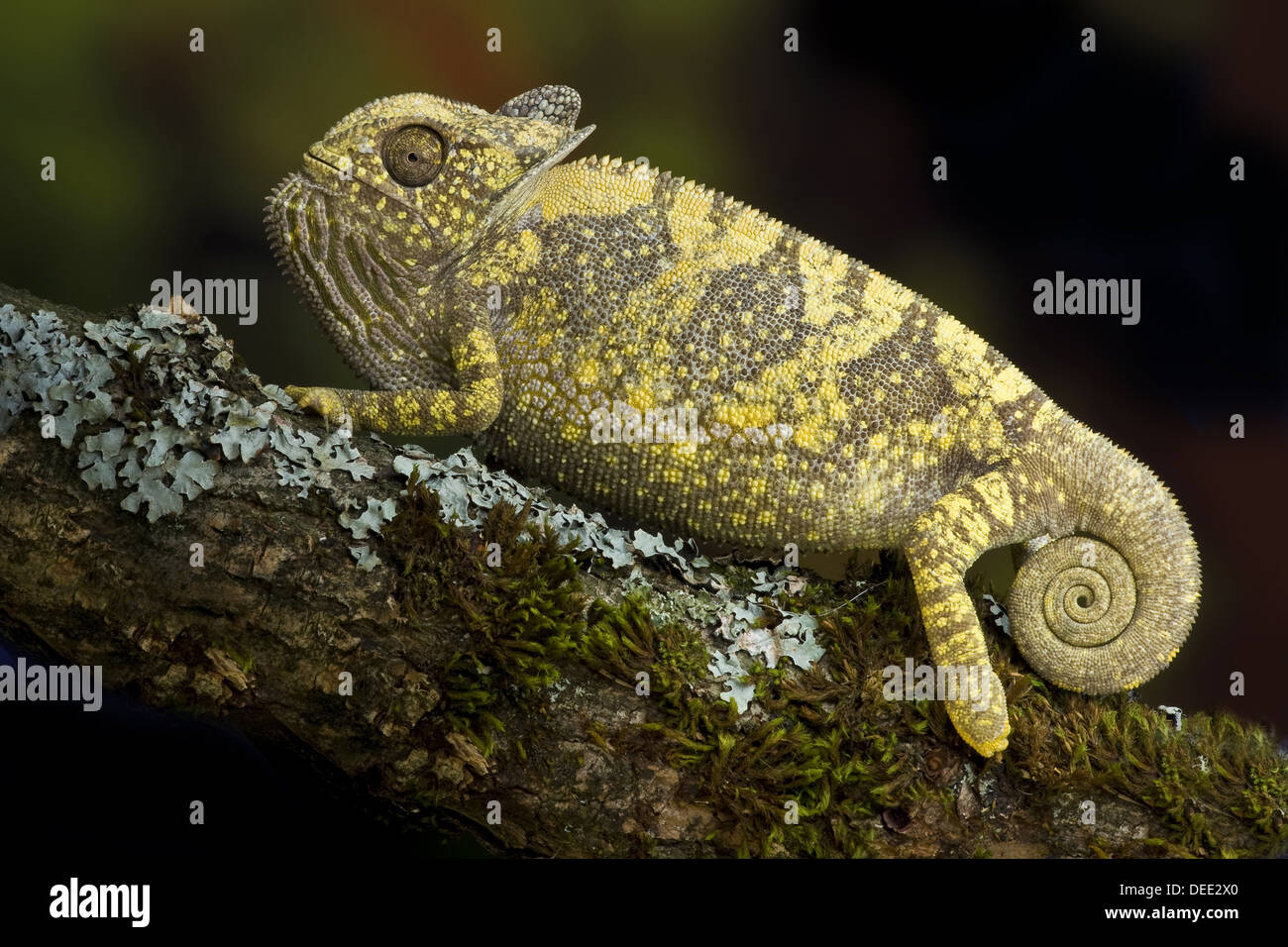 Flap Necked Chameleons High Resolution Stock Photography and Images - Alamy