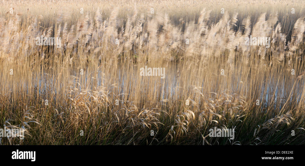 An image from the Norfolk Broads near Hickling Broad Stock Photo - Alamy