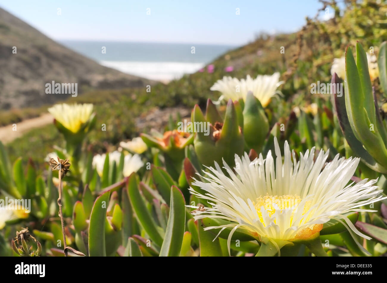 Carpobrotus edulis hi-res stock photography and images - Alamy