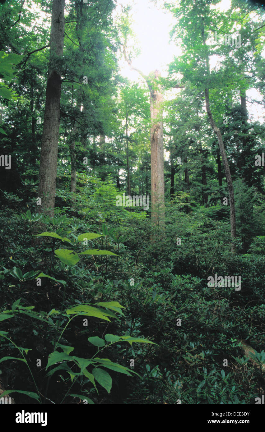 Smoky mountains old growth hi-res stock photography and images - Alamy