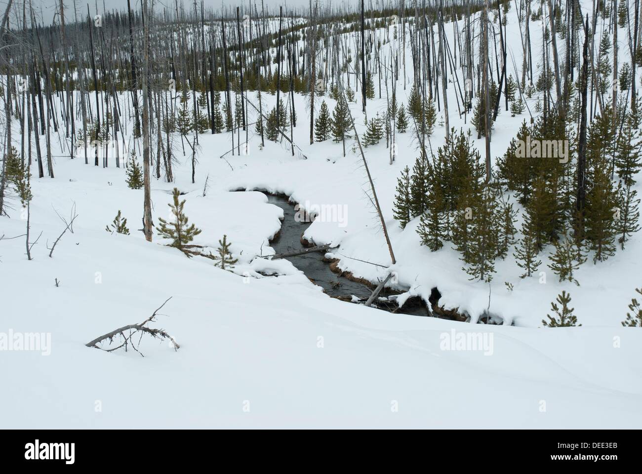 Naturally Re-seeded Area after 1988 Fire, Fern Cascades Loop Trail ...