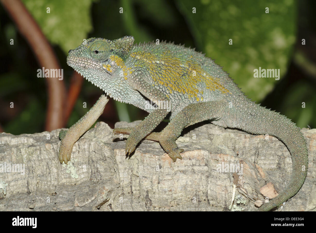 Dwarf chameleons hi-res stock photography and images - Alamy