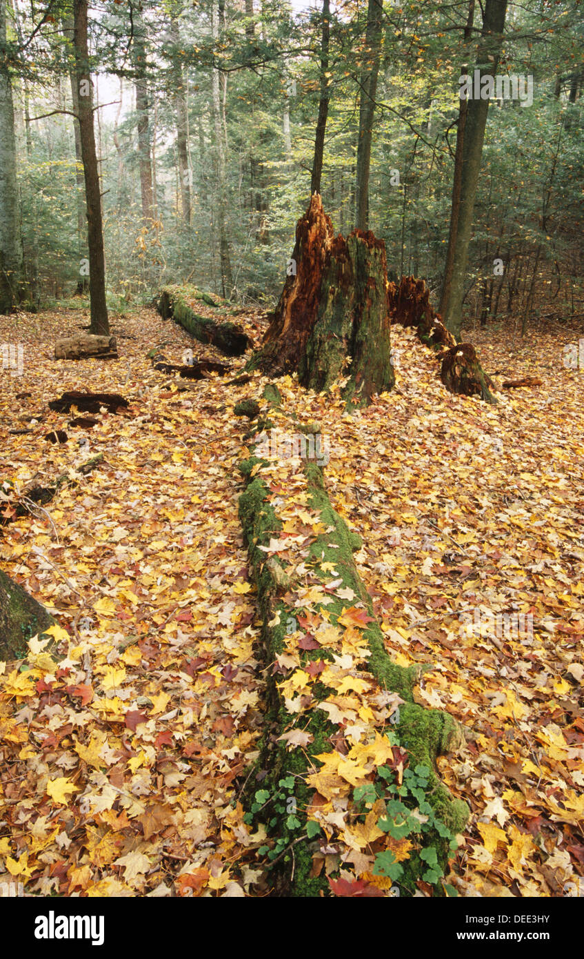 Hemlock forest great smoky mountains hi-res stock photography and ...