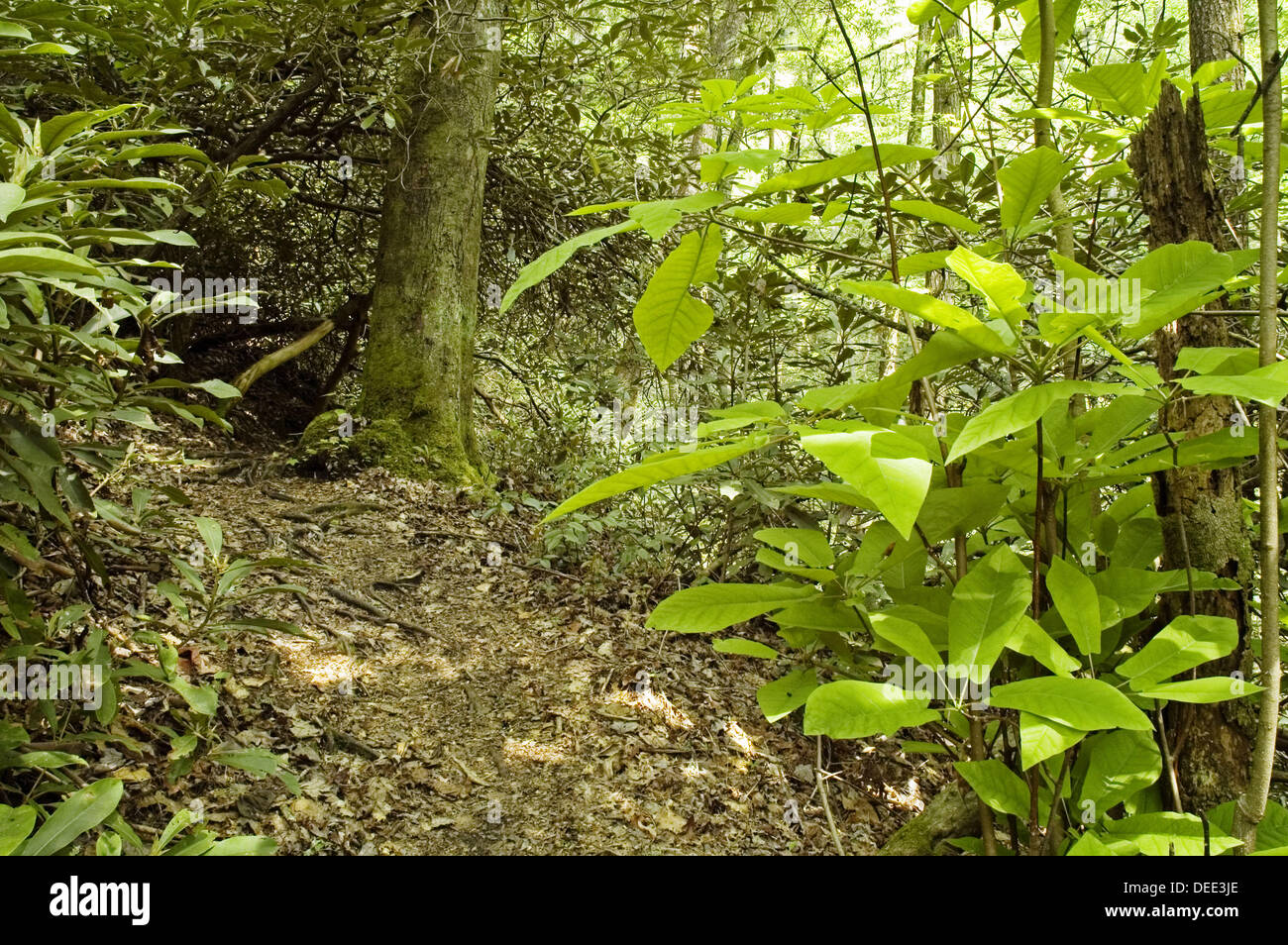Chattahoochee national forest trail hi-res stock photography and images ...