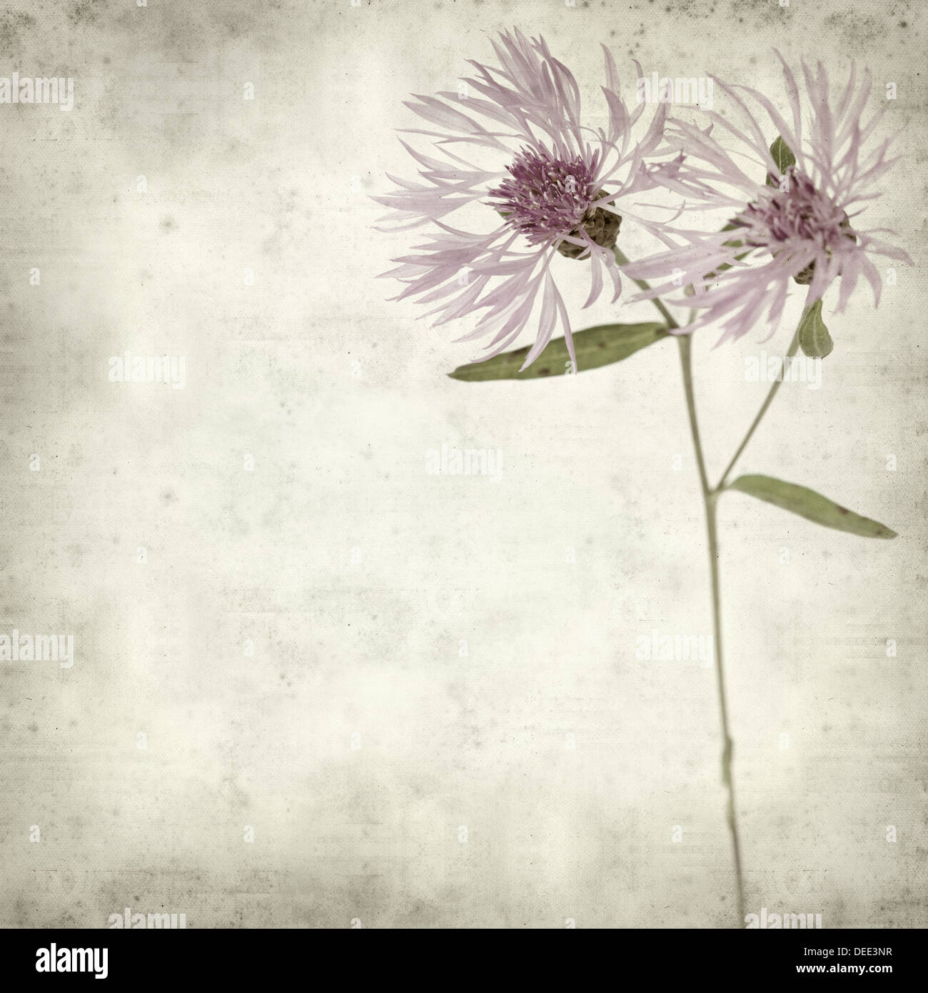 textured old paper background with purple centaurea flowers Stock Photo ...