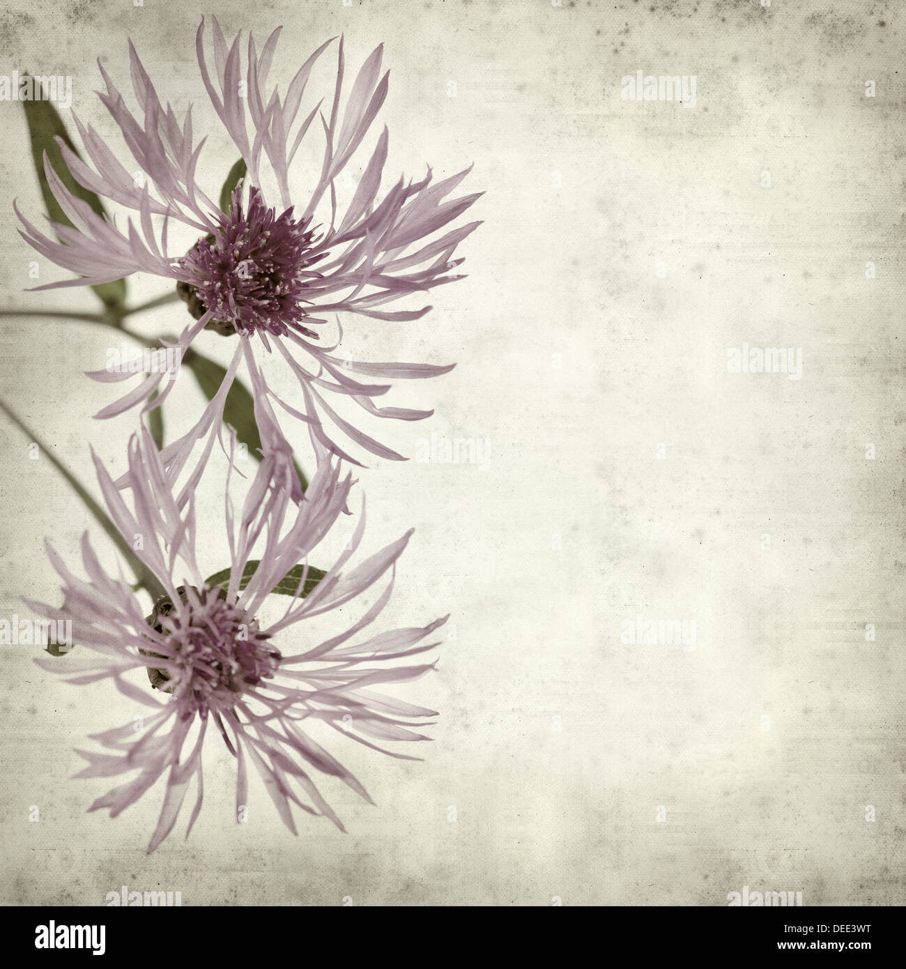 textured old paper background with purple centaurea flowers Stock Photo ...