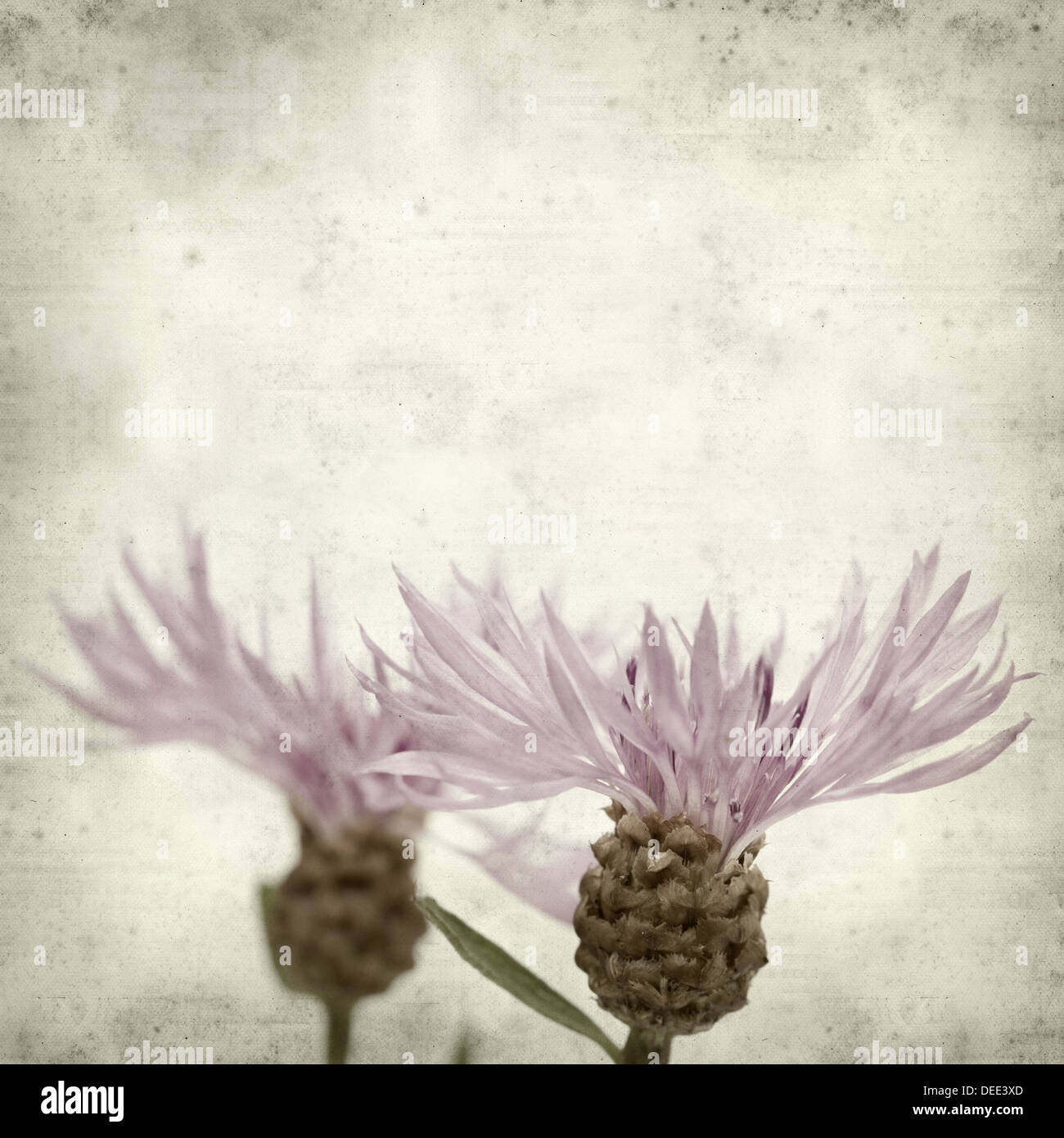 textured old paper background with purple centaurea flowers Stock Photo ...