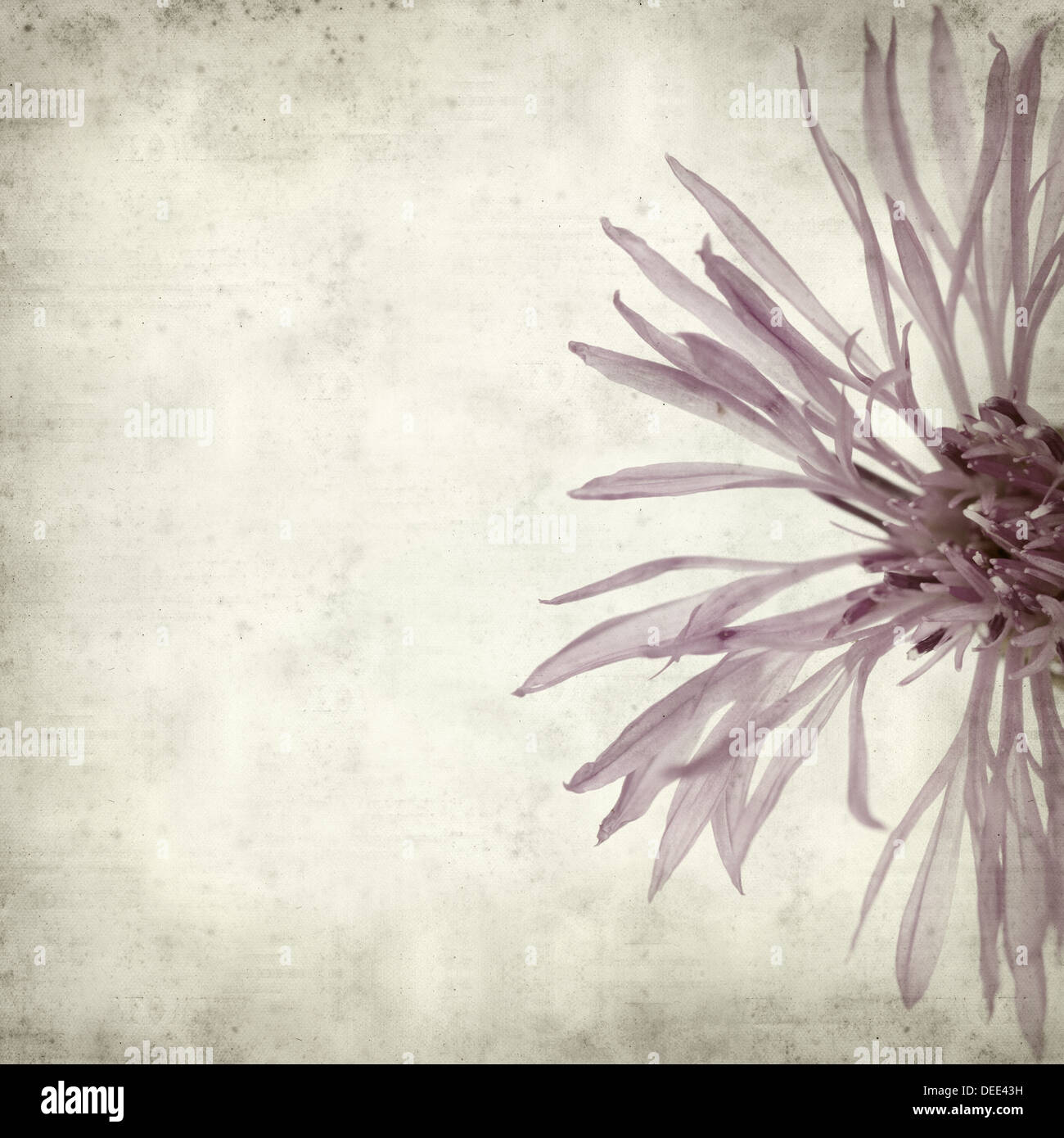 textured old paper background with purple centaurea flowers Stock Photo ...