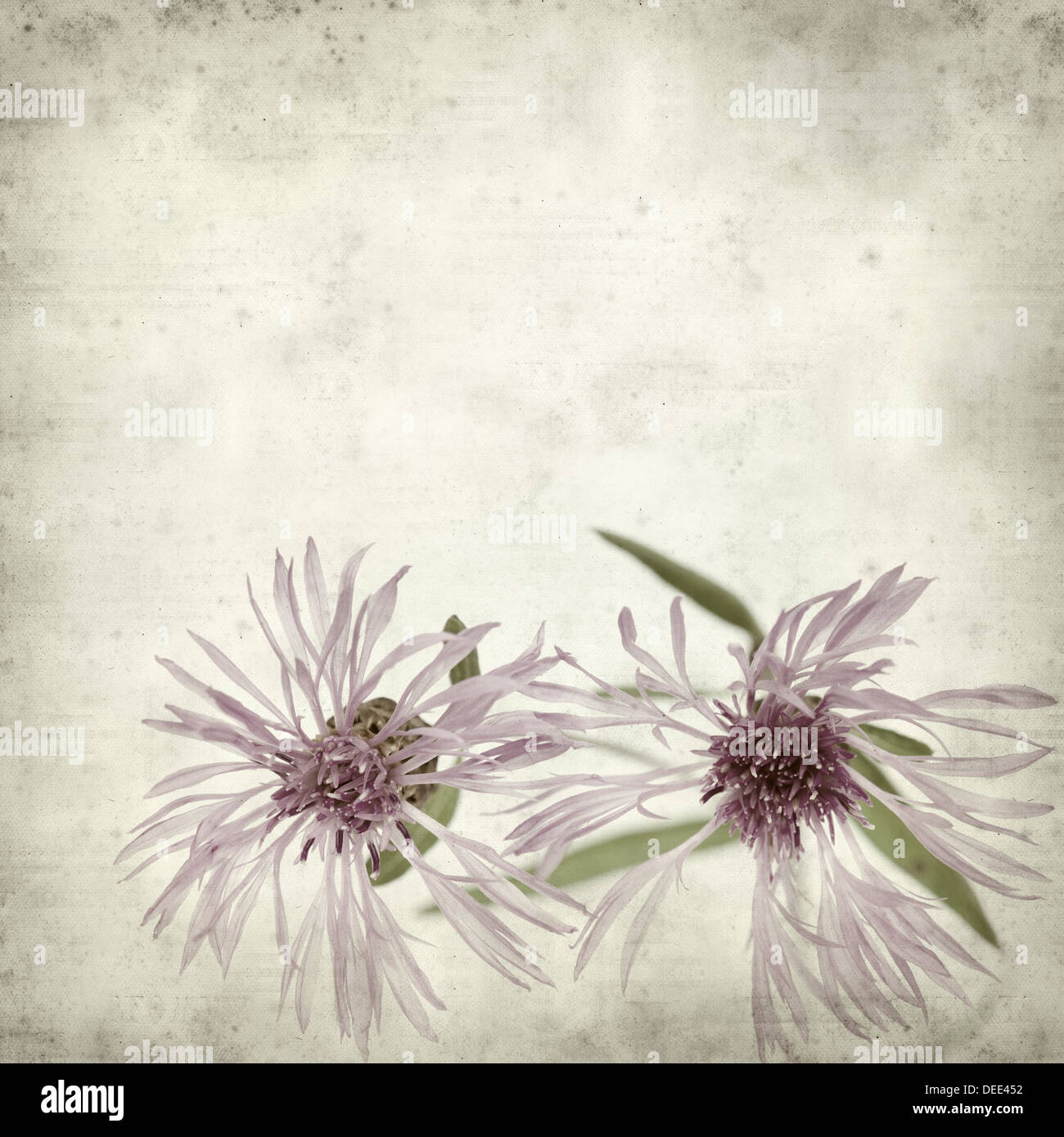 textured old paper background with purple centaurea flowers Stock Photo ...