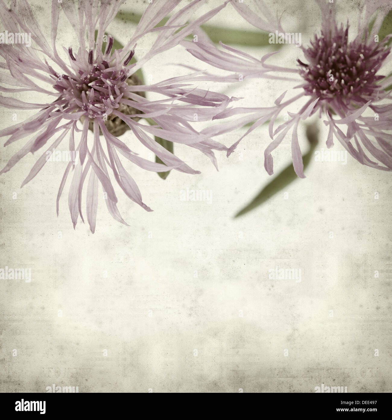 textured old paper background with purple centaurea flowers Stock Photo ...