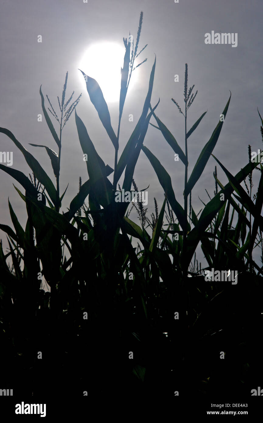Maize growing, UK Stock Photo - Alamy