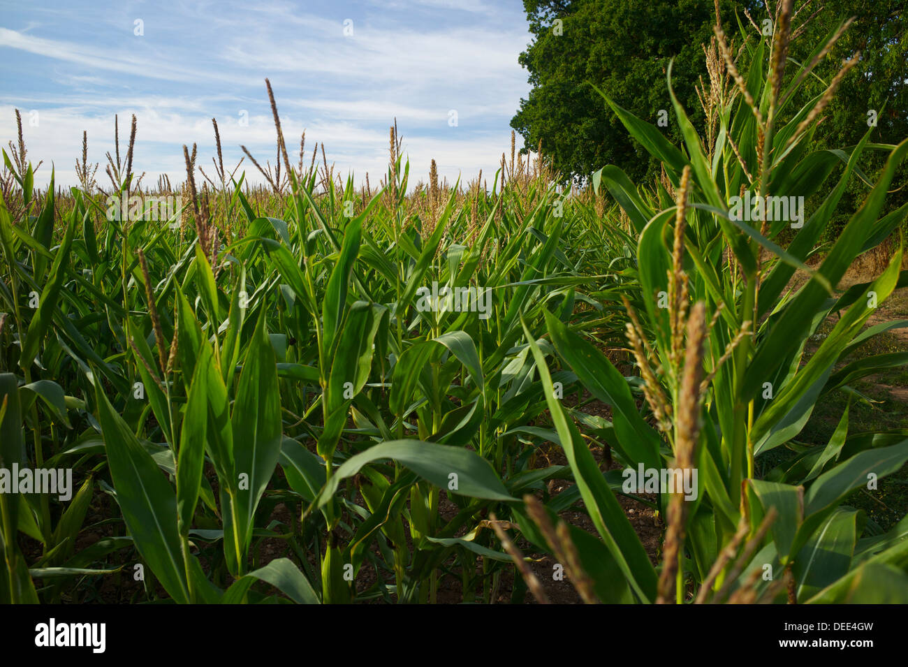 Maize growing hi-res stock photography and images - Alamy