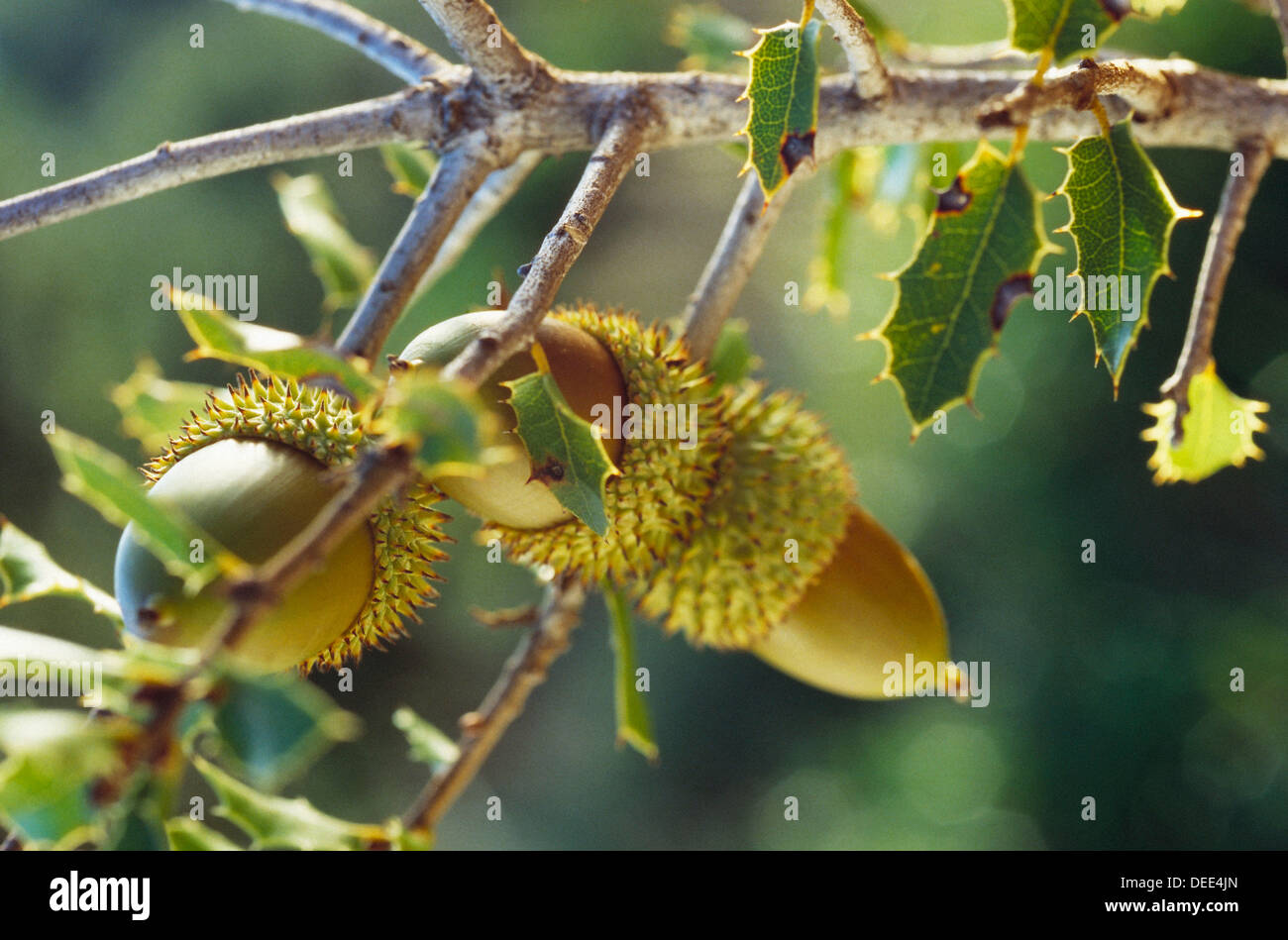 Oak quercus coccifera oak oak hi-res stock photography and images - Alamy