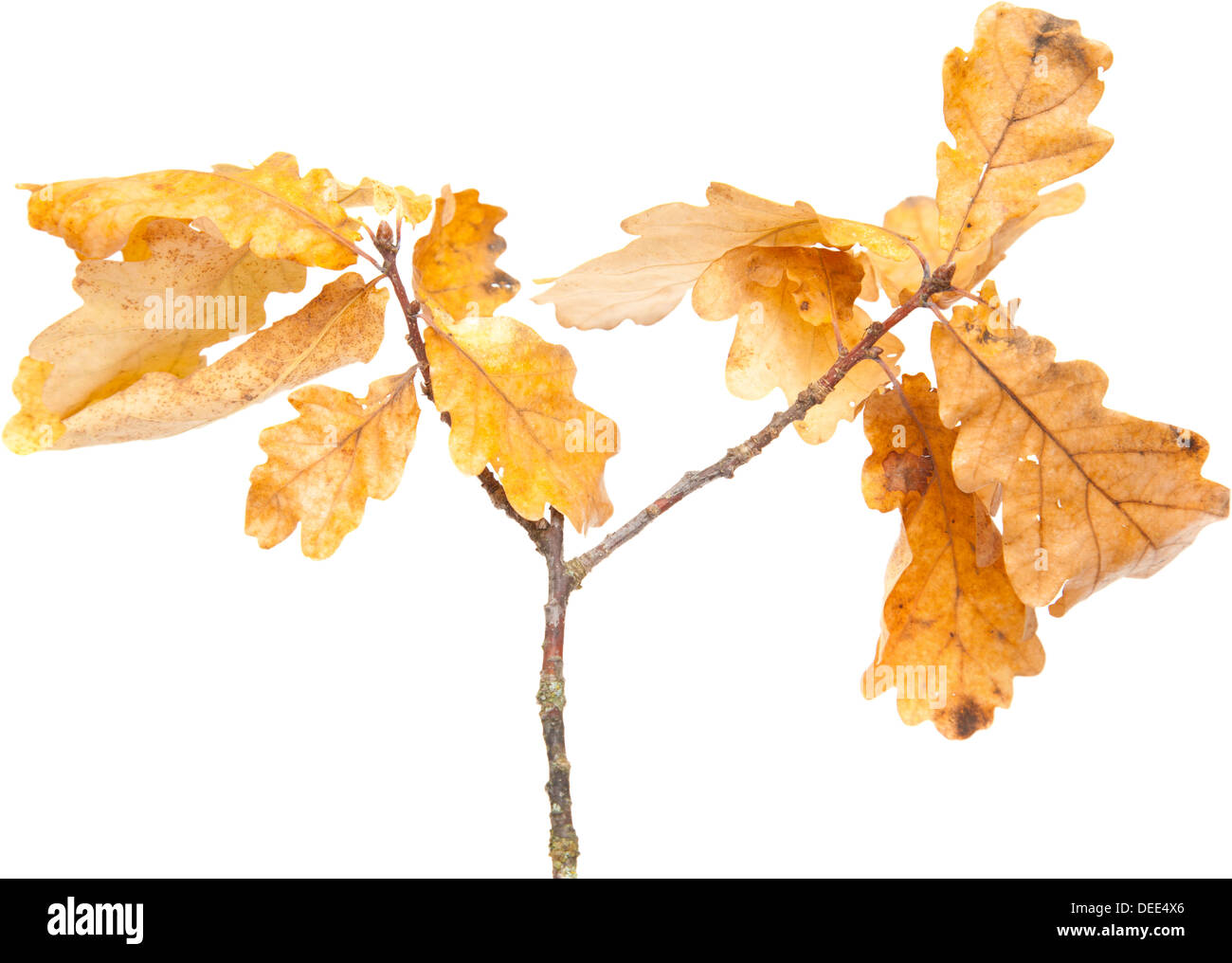 Dry oak leaves hi-res stock photography and images - Alamy