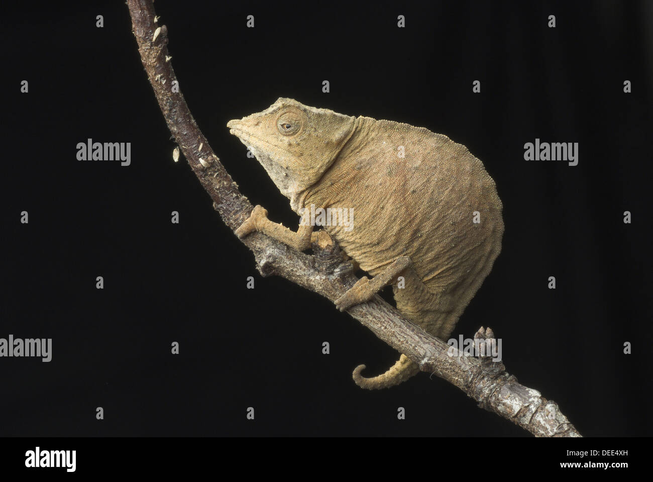 Usambara pitted pygmy chameleon, Rhampholeon temporalis Stock Photo - Alamy