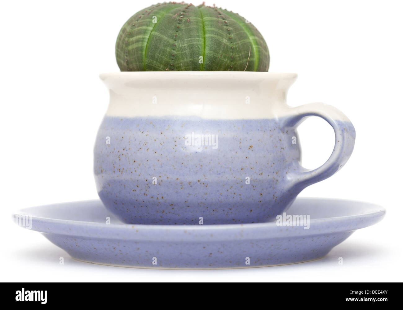 small green cactus plant in a cup isolated on white Stock Photo - Alamy