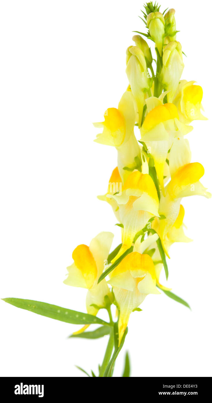 Common Toadflax isolated on white background Stock Photo - Alamy