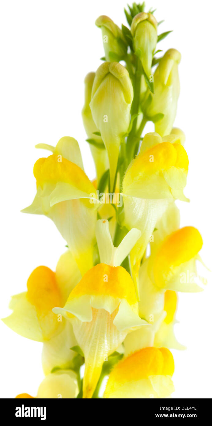 Common Toadflax isolated on white background Stock Photo - Alamy