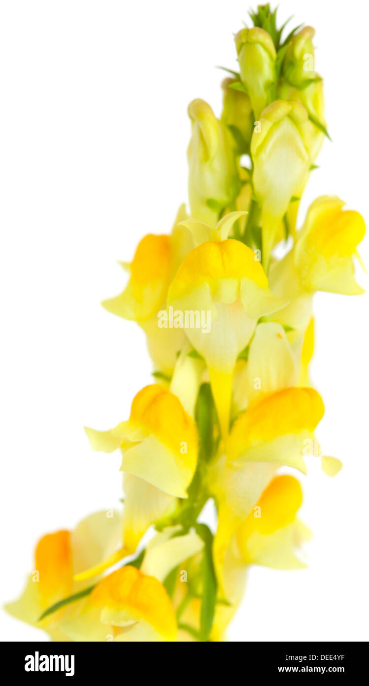Tall toadflax hi-res stock photography and images - Alamy