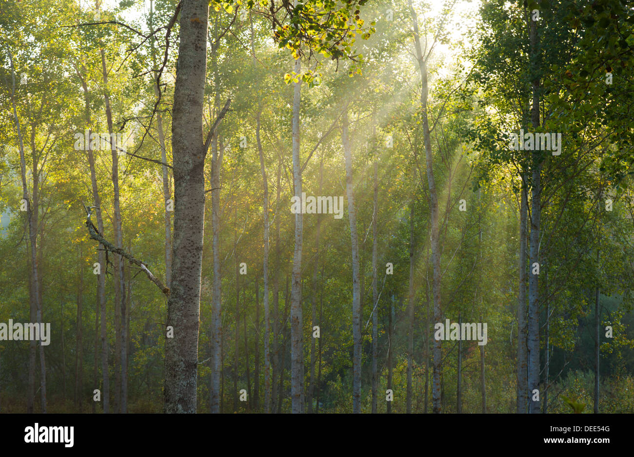 Round sun visible through mist hi-res stock photography and images - Alamy