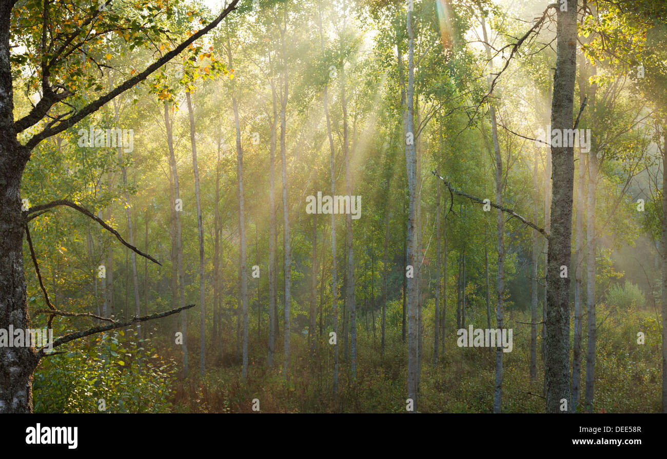 Round sun visible through mist hi-res stock photography and images - Alamy