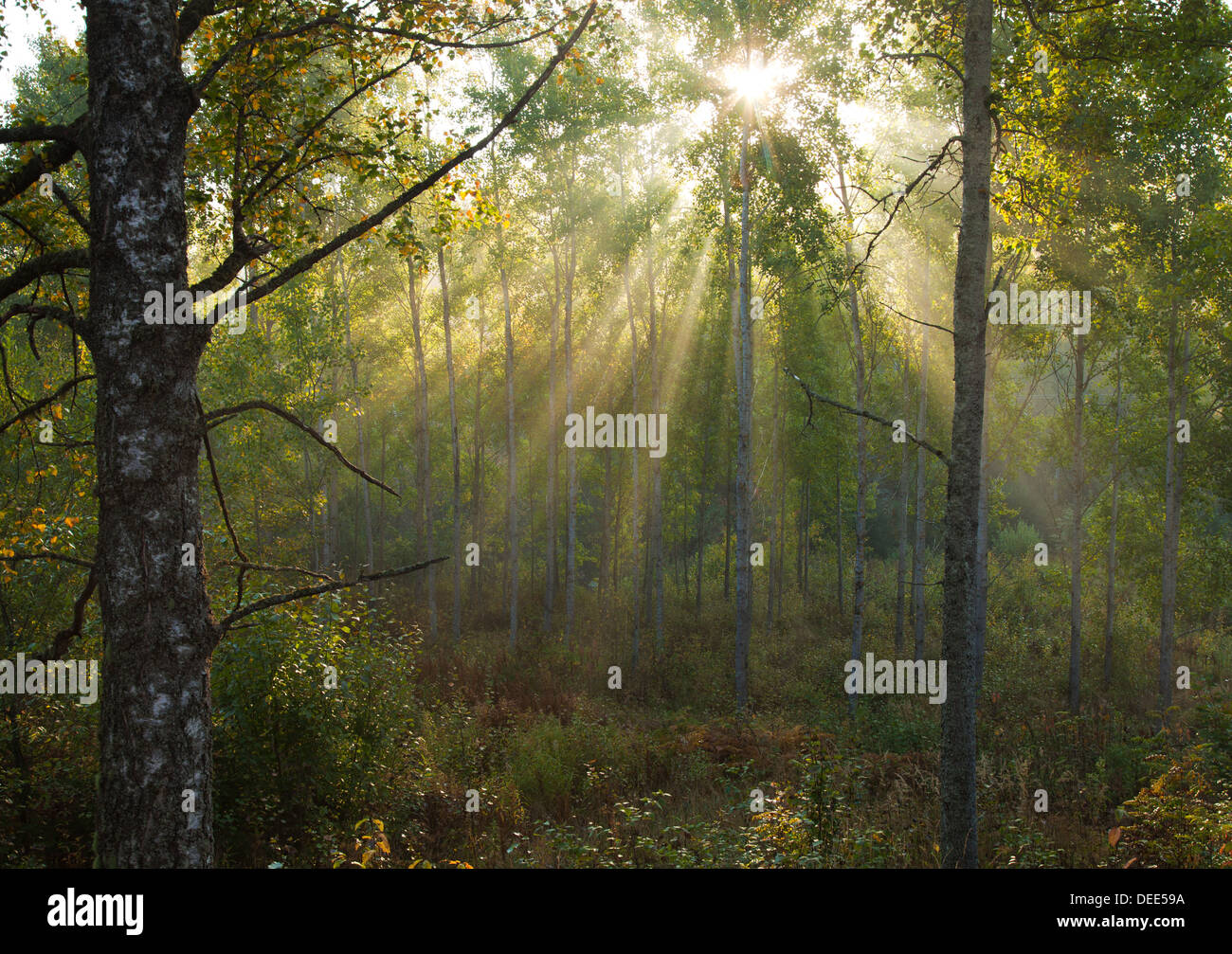 foggy morning - sunshine coming in visible rays through morning mist ...