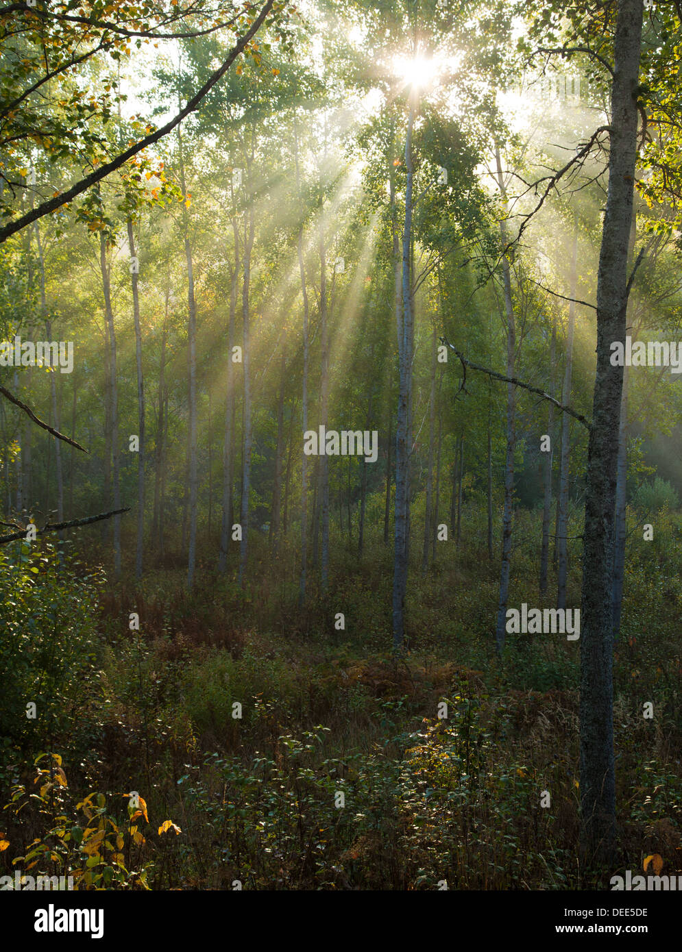foggy morning - sunshine coming in visible rays through morning mist ...