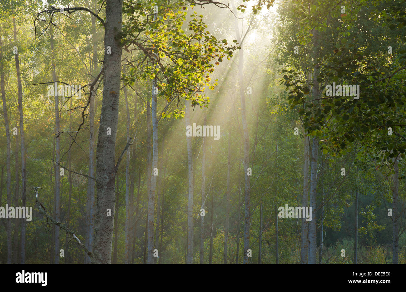 foggy morning - sunshine coming in visible rays through morning mist ...