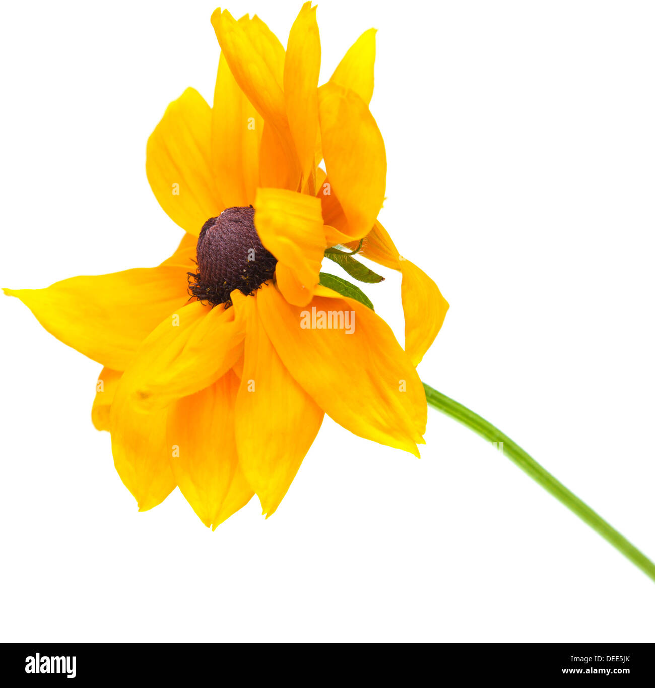 yellow rudbeckia isolated on white Stock Photo - Alamy