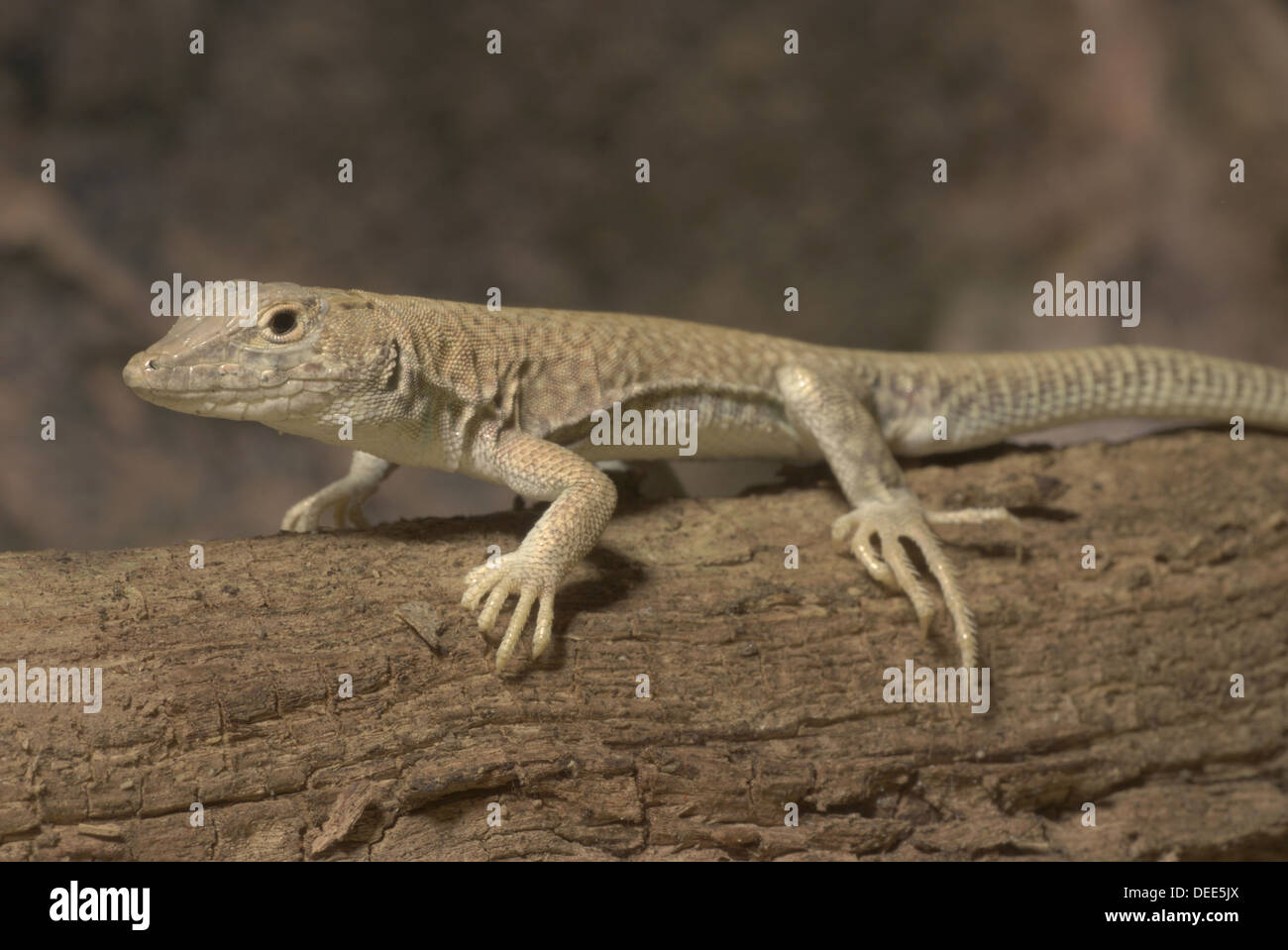 Fringe toed lizard hi-res stock photography and images - Alamy