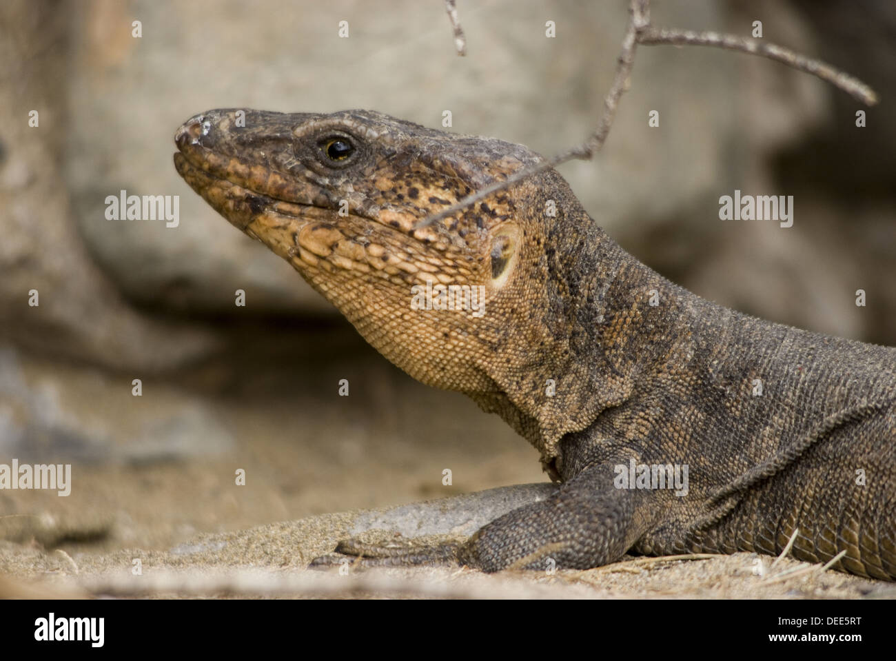 Giant Canary Island Lizard, Gallotia stehlini Stock Photo - Alamy