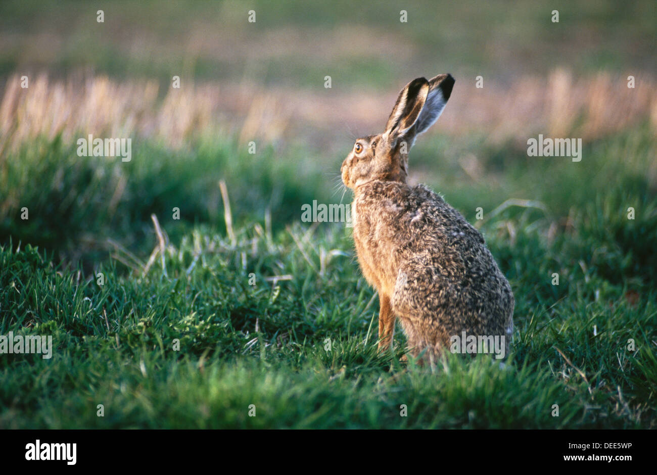 Brown Hare (Lepus europaeus). Sweden Stock Photo - Alamy