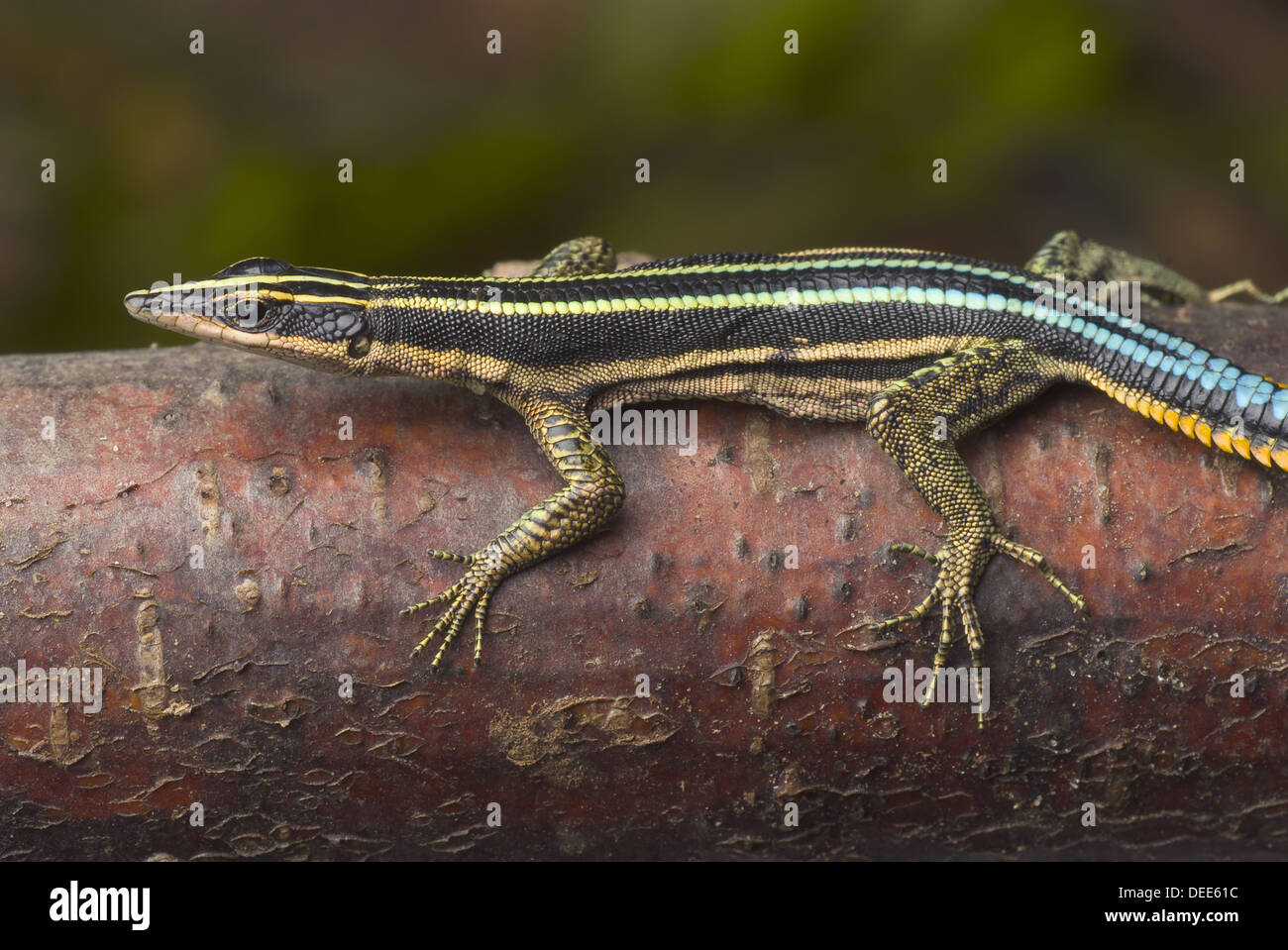 Neon Blue-tailed Tree lizard, Holaspis guentheri Stock Photo - Alamy