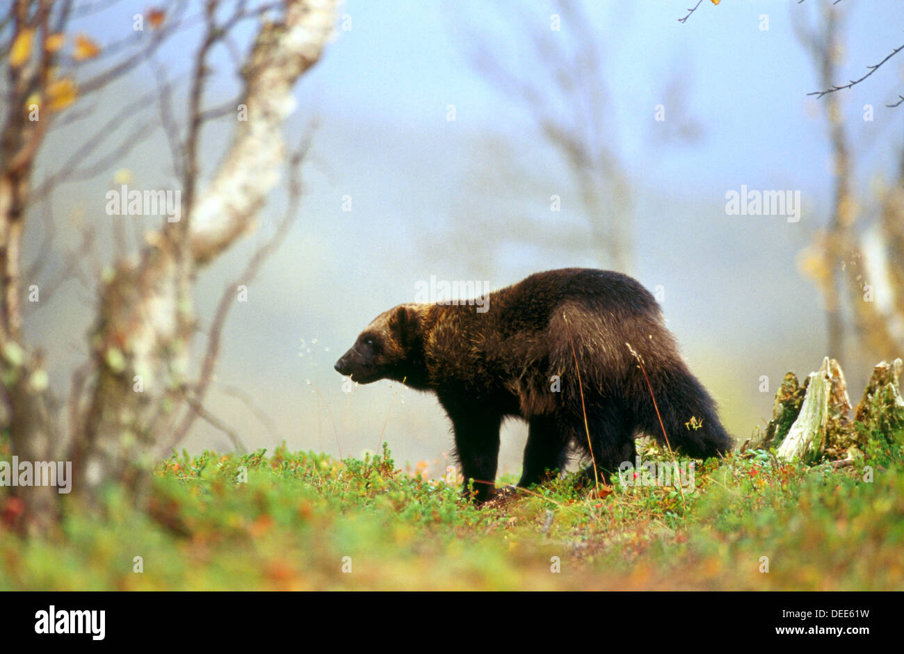 Norway wolverine hi-res stock photography and images - Alamy