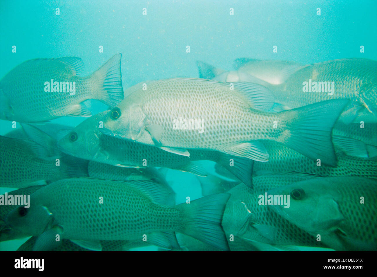 Lutjanus griseus hi-res stock photography and images - Alamy