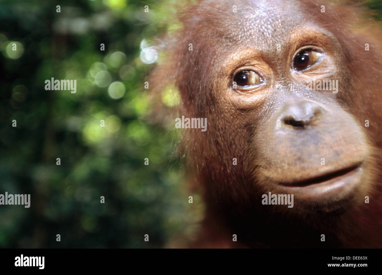 Portrait of young Orang-Utan (Pongo pygmaeus) in the forest. Sabah ...