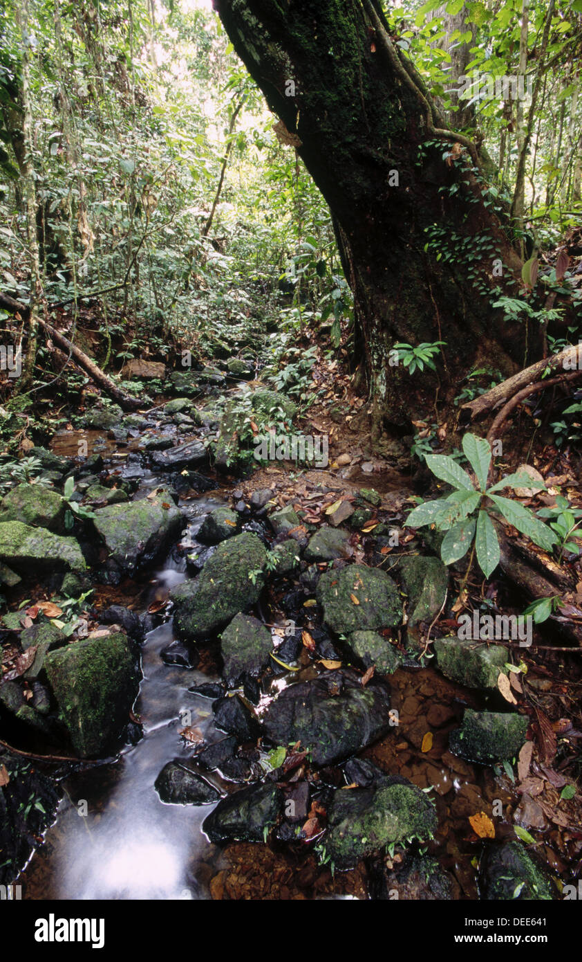 Small brook in the rainforest. Danum Valley. Borneo. Malaysia Stock ...