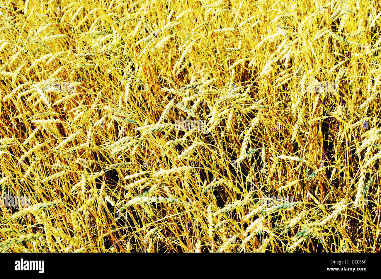 wheat field background Stock Photo - Alamy