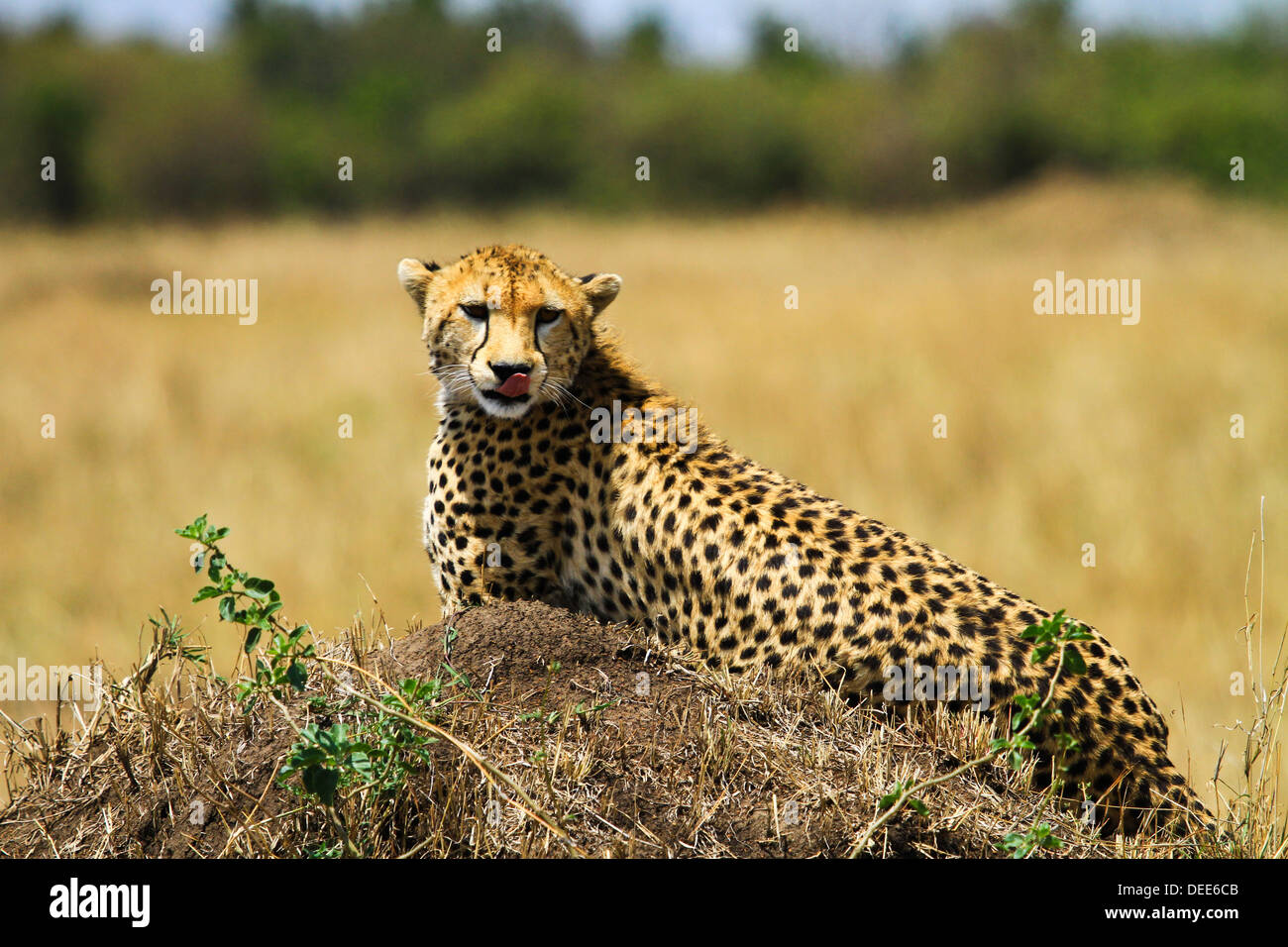 Cheetah wildlife hi-res stock photography and images - Alamy