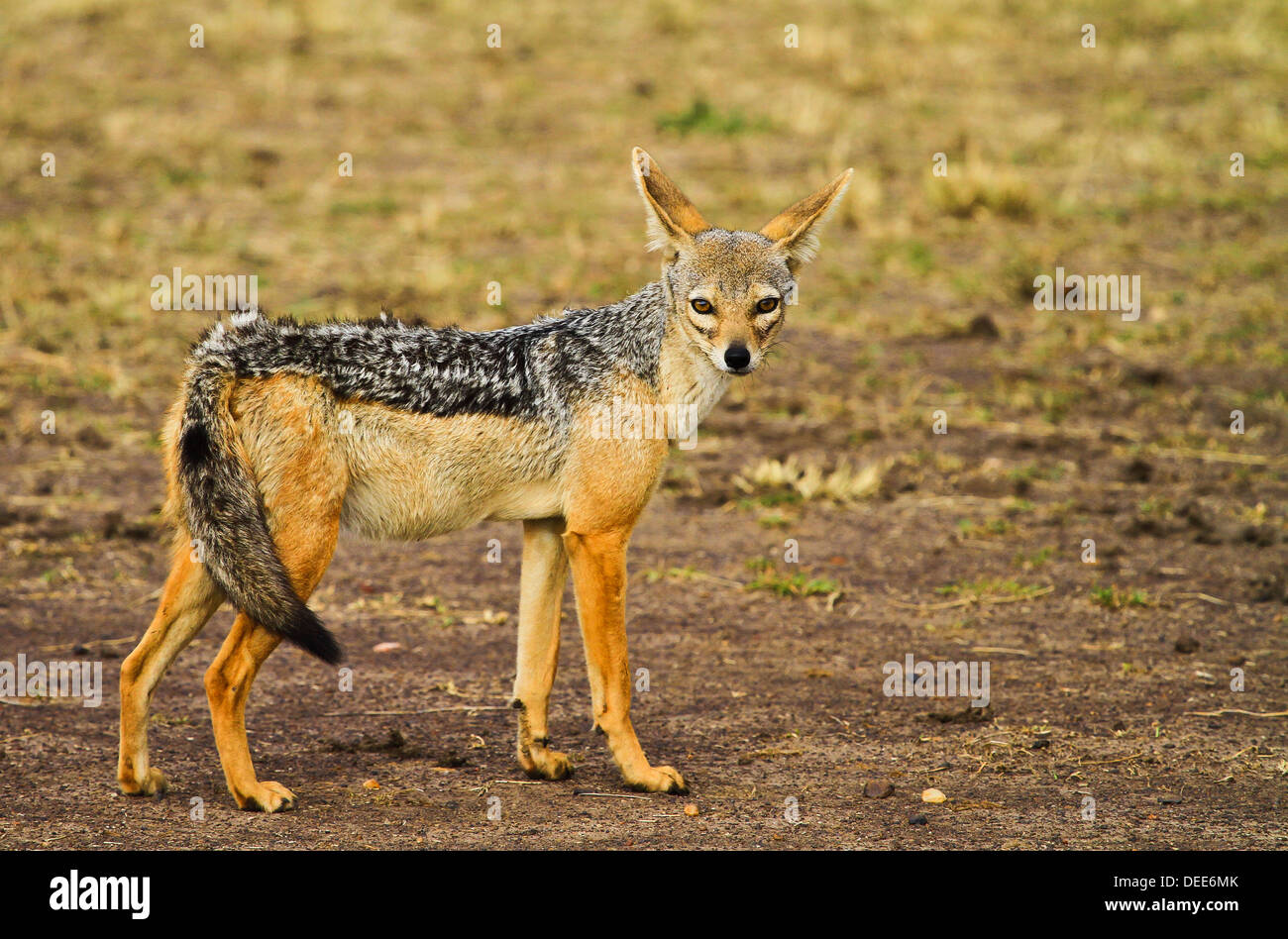 black- backed jackal in wildlife Kenya Stock Photo - Alamy