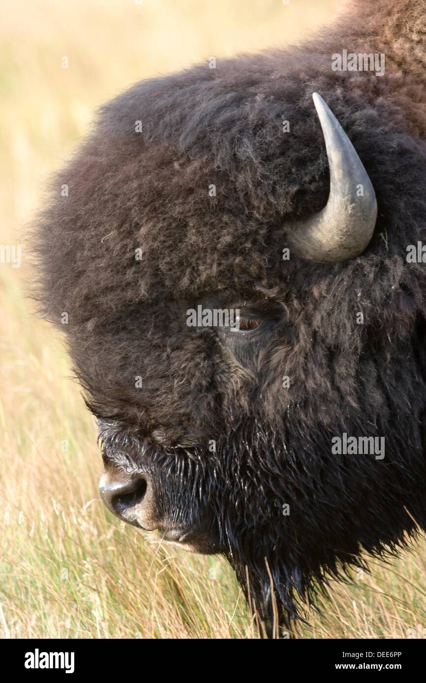 Profile s hi-res stock photography and images - Alamy