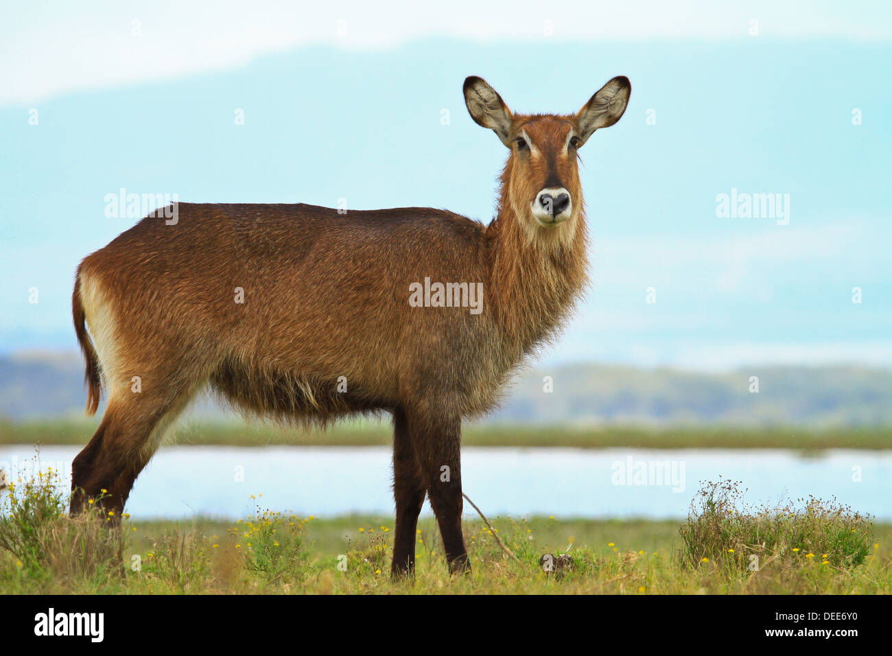 Waterbuck kenya hi-res stock photography and images - Alamy