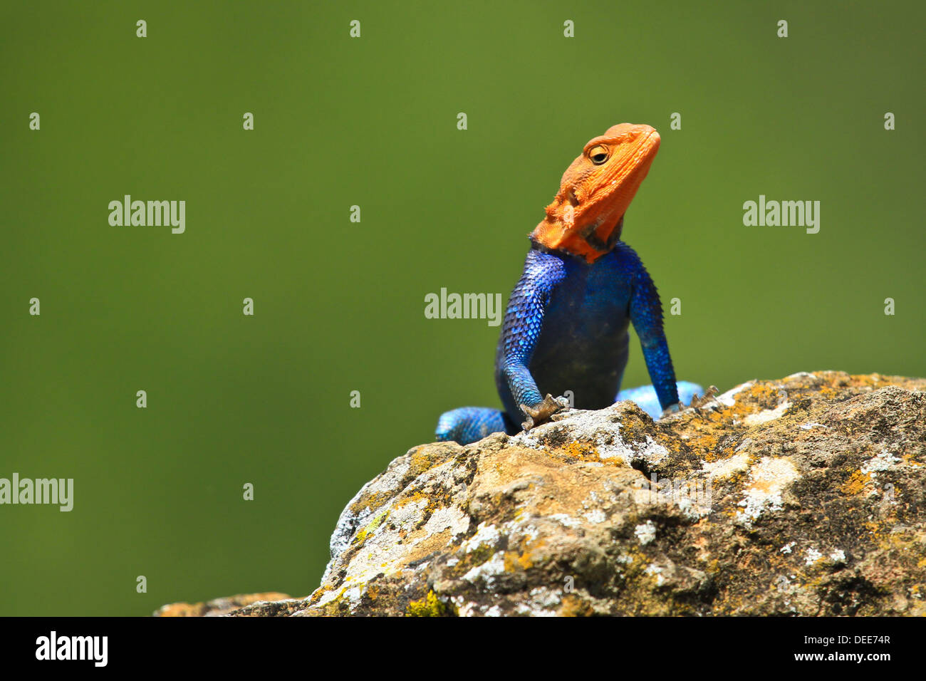 Rainbow lizard hi-res stock photography and images - Alamy