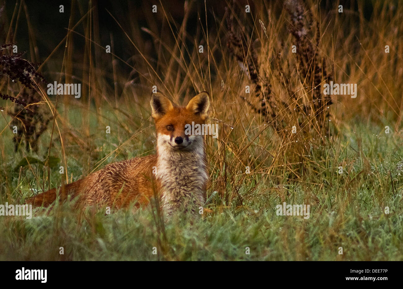 Red Fox hunting Stock Photo - Alamy