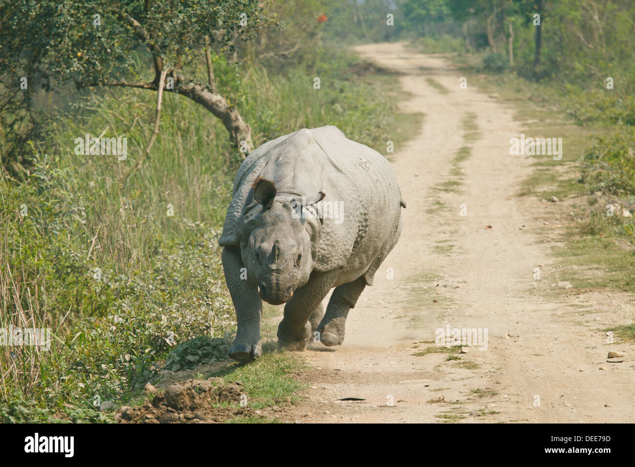 Endangered rhinoceros hi-res stock photography and images - Alamy