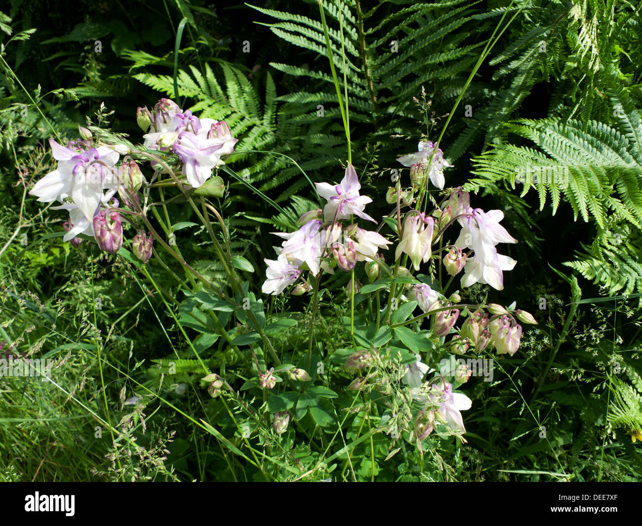 Rogue aquilegia plant growing wild in a hedgerow in Wales UK KATHY ...