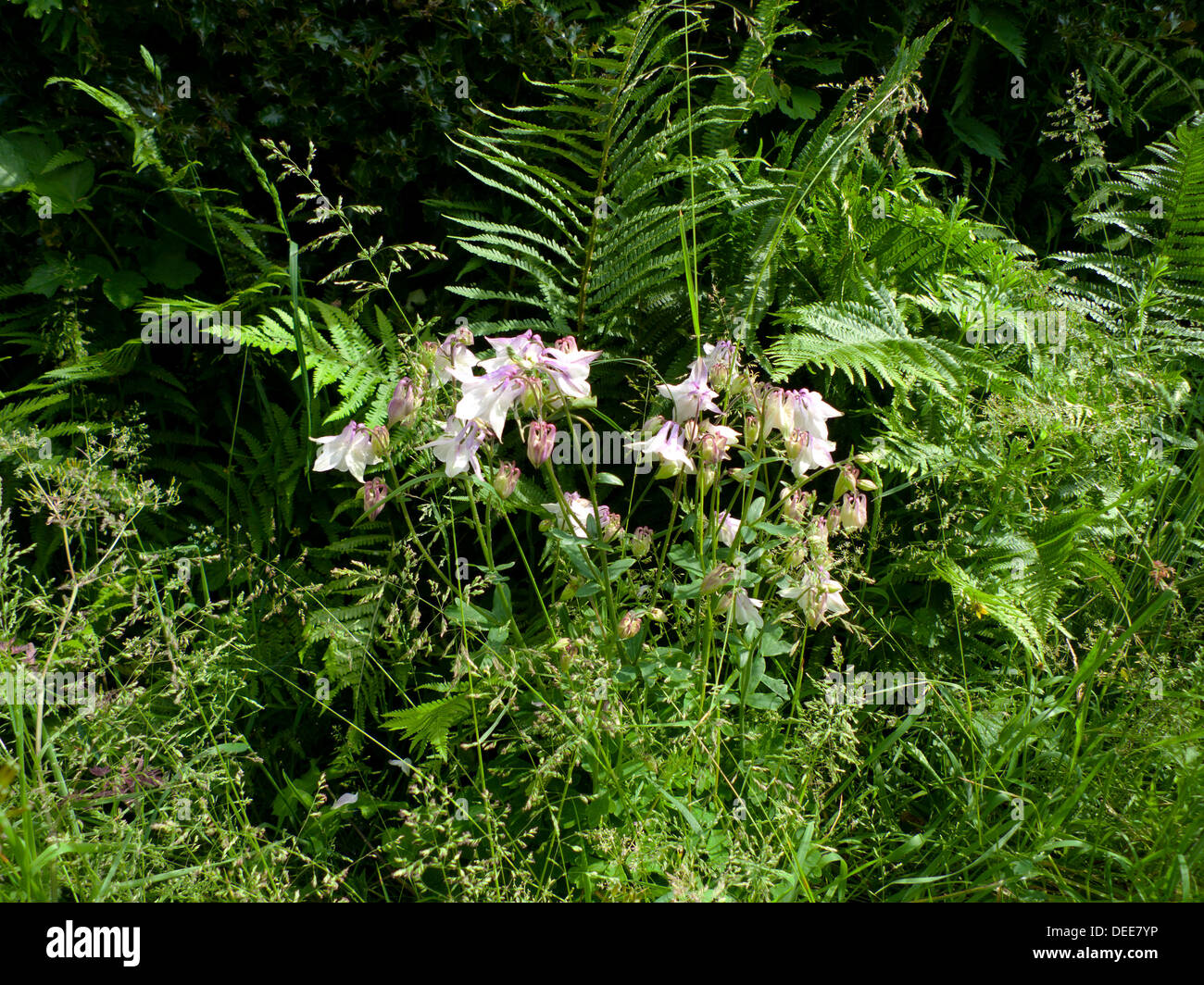 Rogue aquilegia plant growing wild on a verge next to a hedgerow in ...